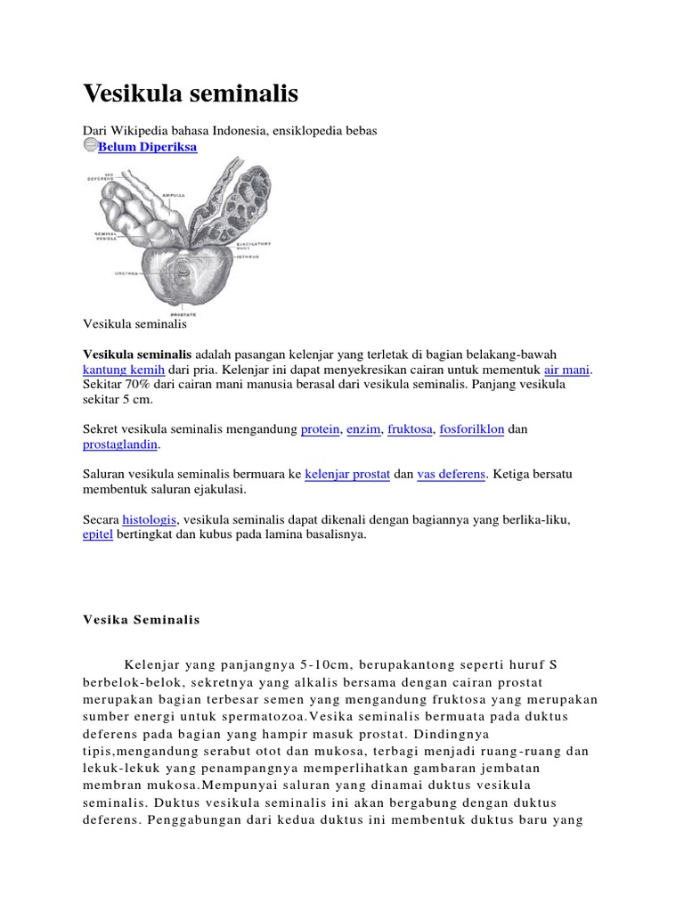 Vesikula Seminalis - Kelenjar DLL | PDF
