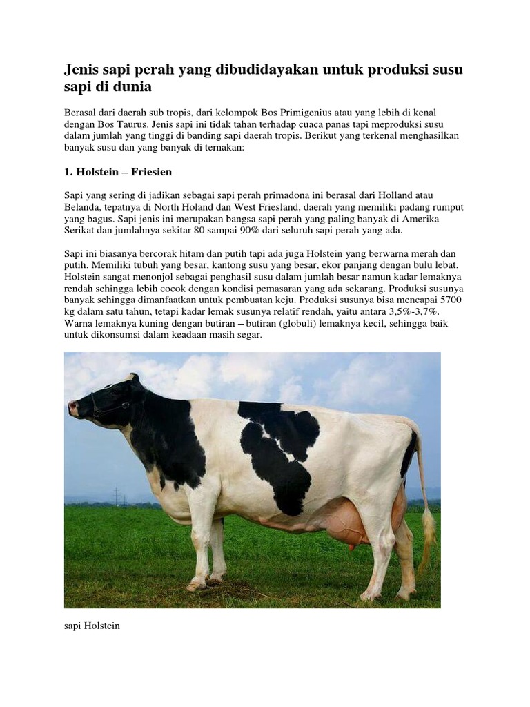 Jenis Sapi Perah Yang Dibudidayakan Untuk Produksi Susu Sapi Di Dunia | PDF