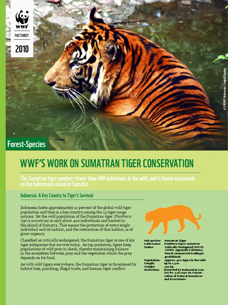 WWF Work On Sumatran Tiger Conservation | PDF | Tiger | Conservation