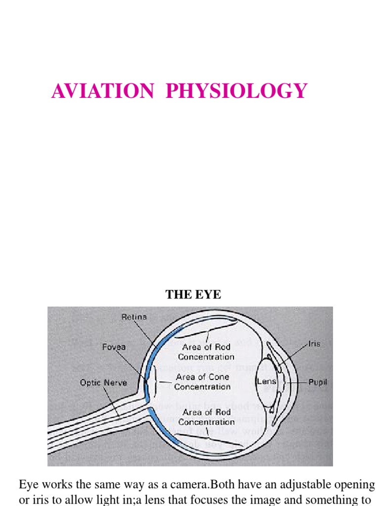 Physiology | PDF | Eye | Visual Perception