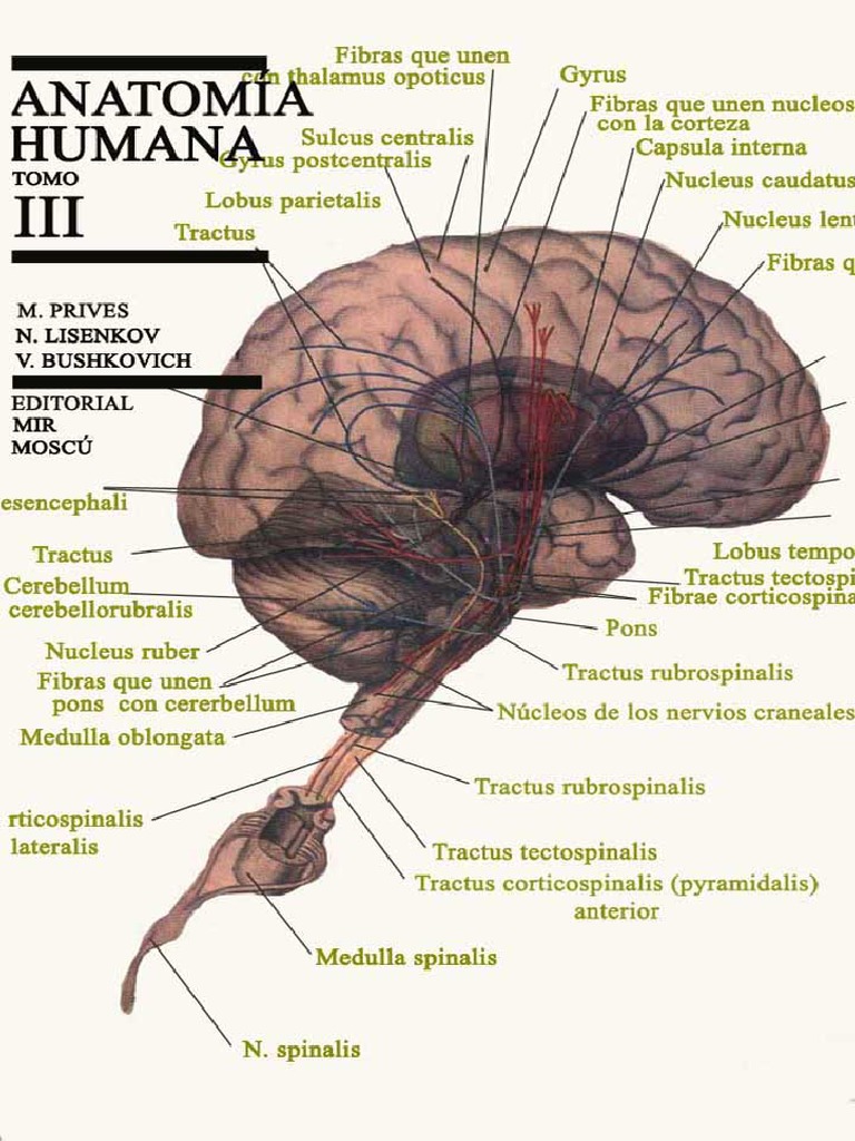 3 PRIVES - Anatomia Humana Tomo 3 | PDF