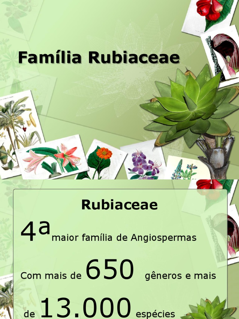 Família Rubiaceae com mais de 650 gêneros e 13 mil espécies | PDF ...