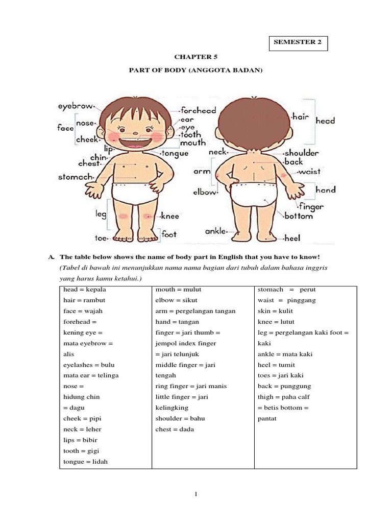 Kelas 1 Sd-mi Bab 5 Bahasa Inggris | Human Anatomy | Human Body