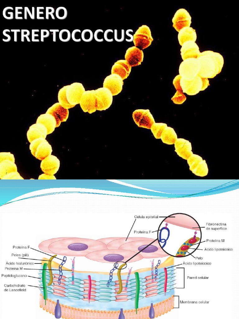 Estreptococos | Descargar gratis PDF | Estreptococo | Especialidades ...