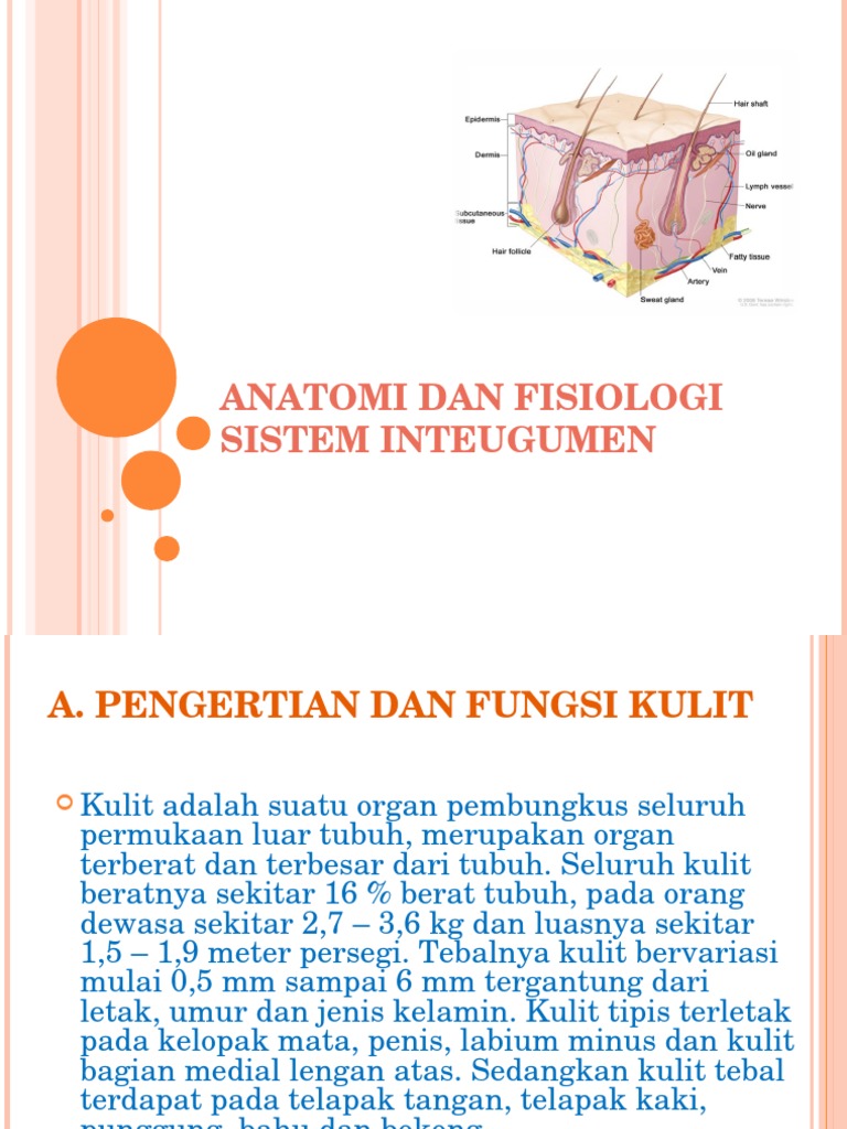 Anatomi Dan Fisiologi Kulit | PDF | Griya & Taman | Kesehatan Holistik