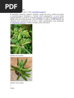 Sacha Culantro | PDF | Hierbas y especias | Alimentos