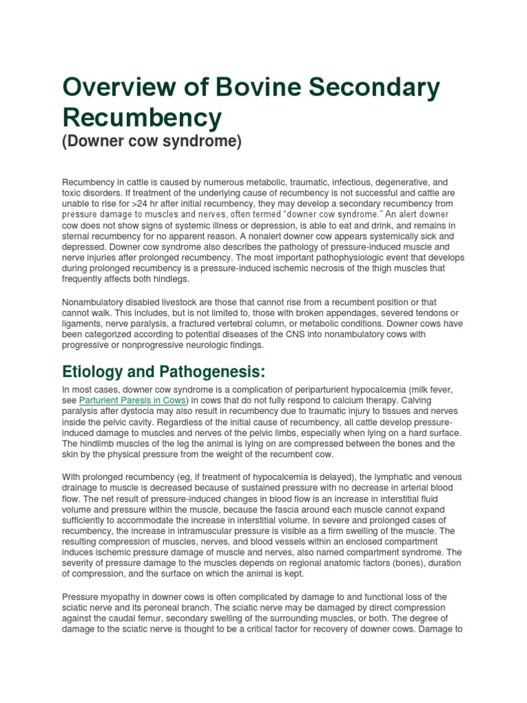 Overview of Bovine Secondary Recumbency | PDF | Hip | Cattle