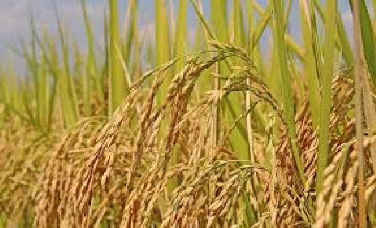 Crop-Rice
