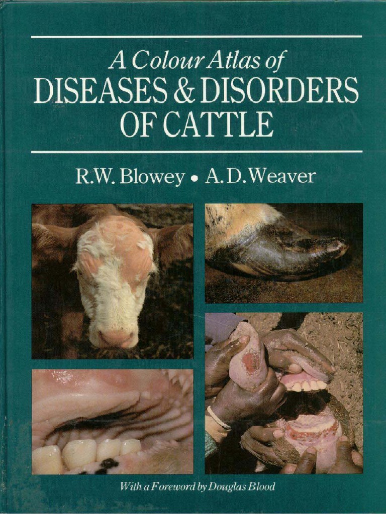 A Colour Atlas of Diseases Disorders of Cattle PDF | PDF