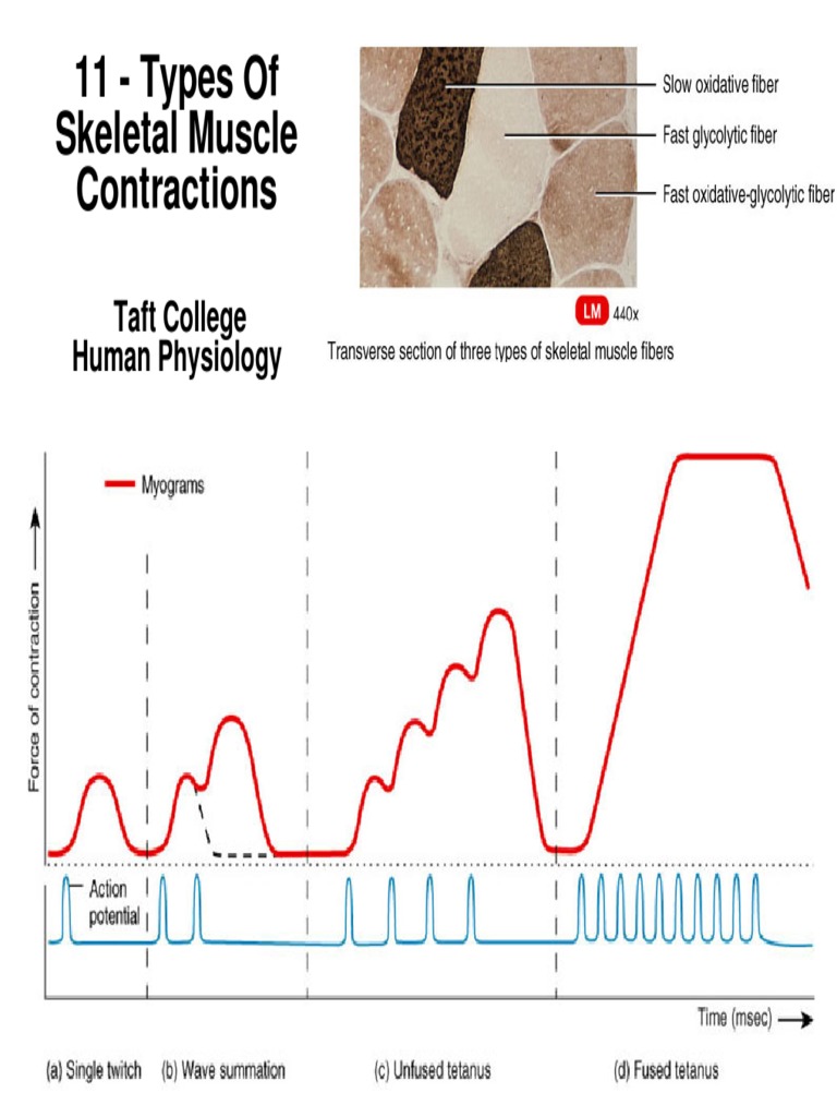 11 Types of Skeletal Muscle Contractions | PDF | Muscle Contraction ...