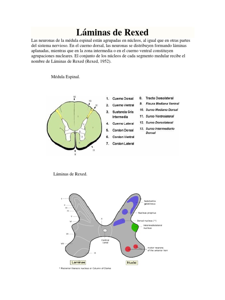 Láminas de Rexed en la Médula Espinal | PDF