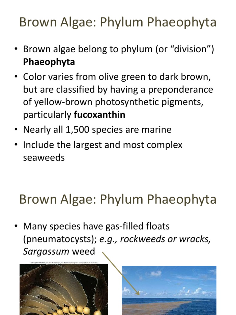Protista Phaeophyta | PDF