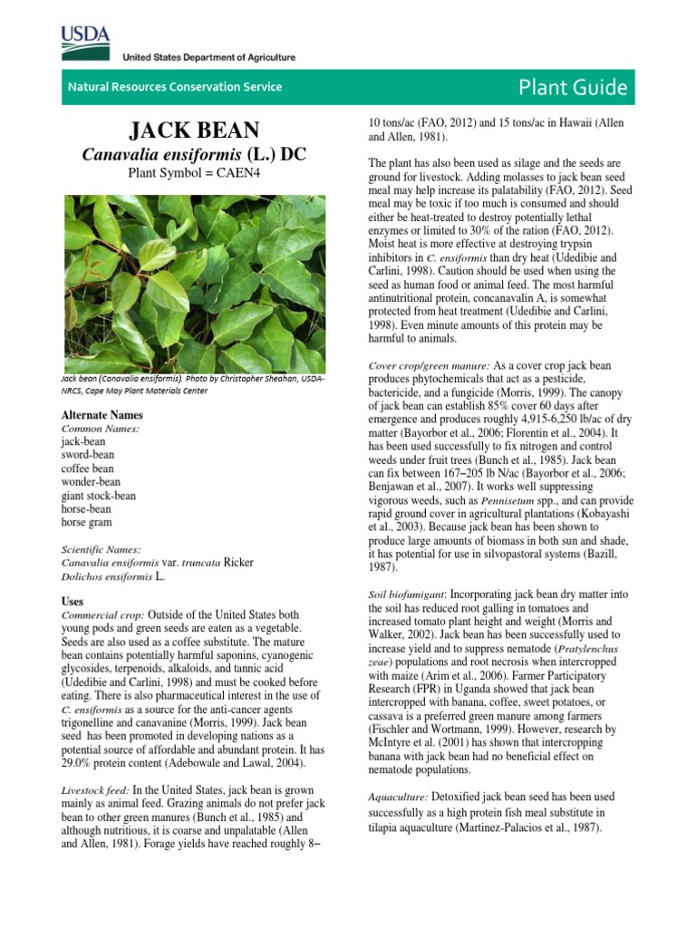 Jack Bean: Plant Guide | PDF | Bean | Sowing