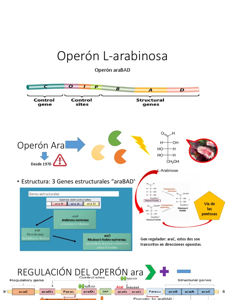 Operón L Arabinosa | PDF