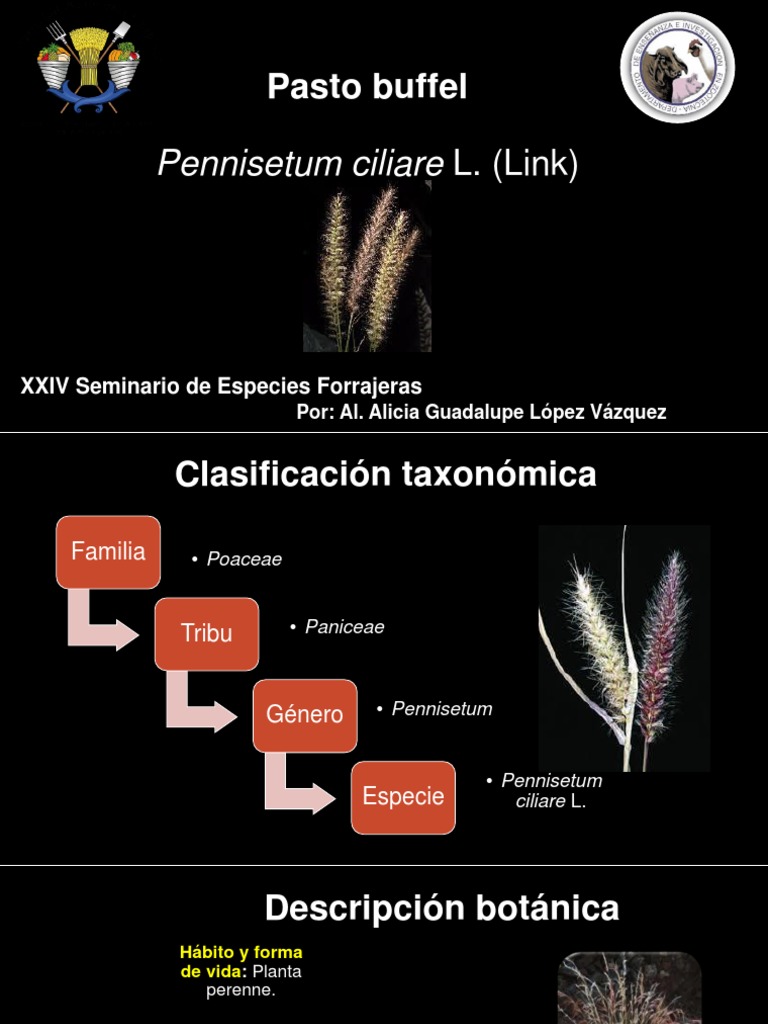 Pasto Buffel | PDF | Siembra | Plantas