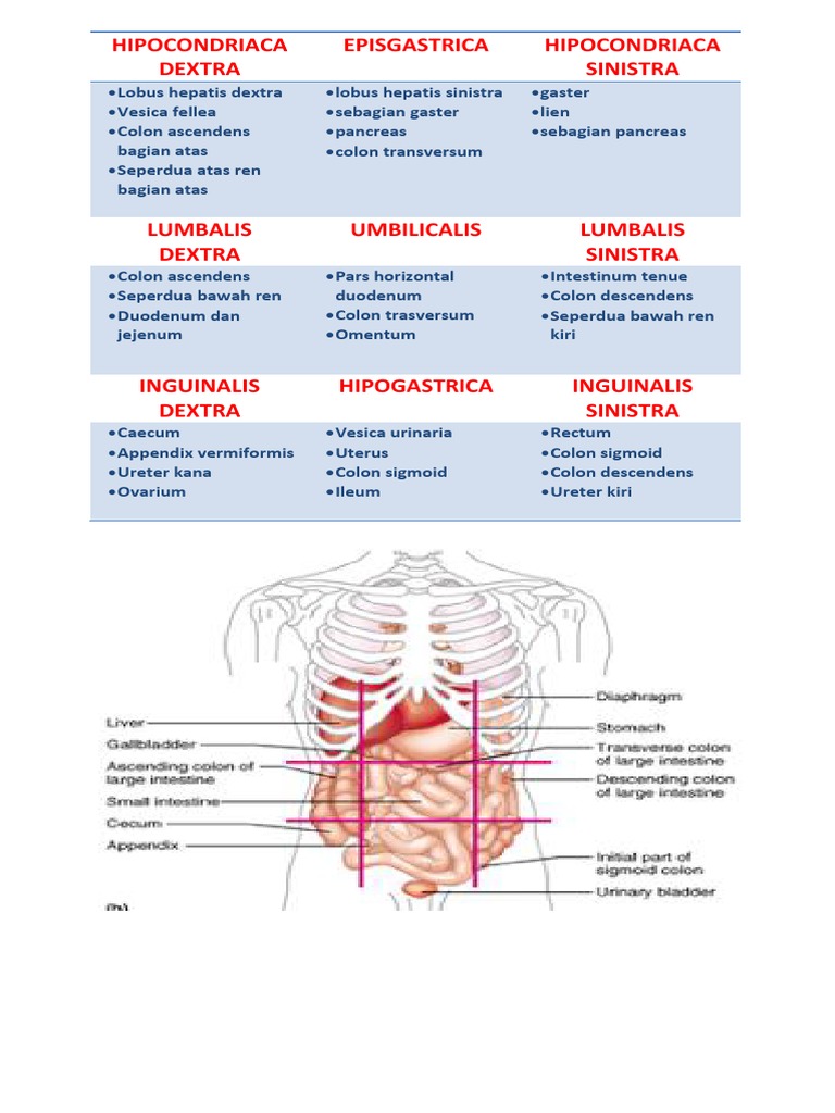 9 Regio Abdomen | PDF