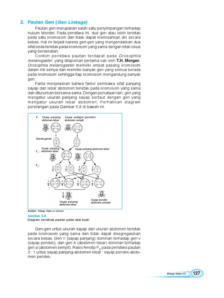 Pautan | PDF