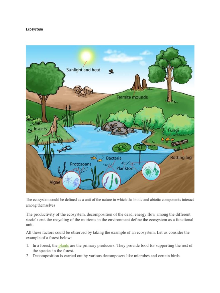 Ecosystem | PDF | Science & Mathematics