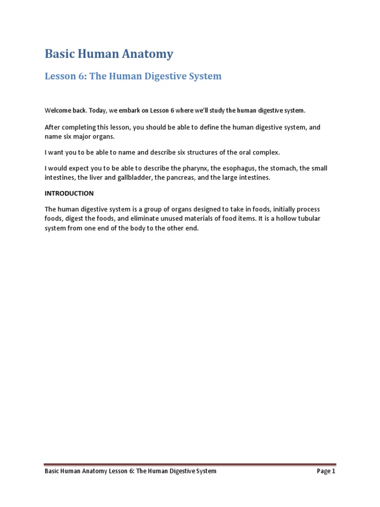 Basic Human Anatomy: Lesson 6: The Human Digestive System | PDF | Small ...
