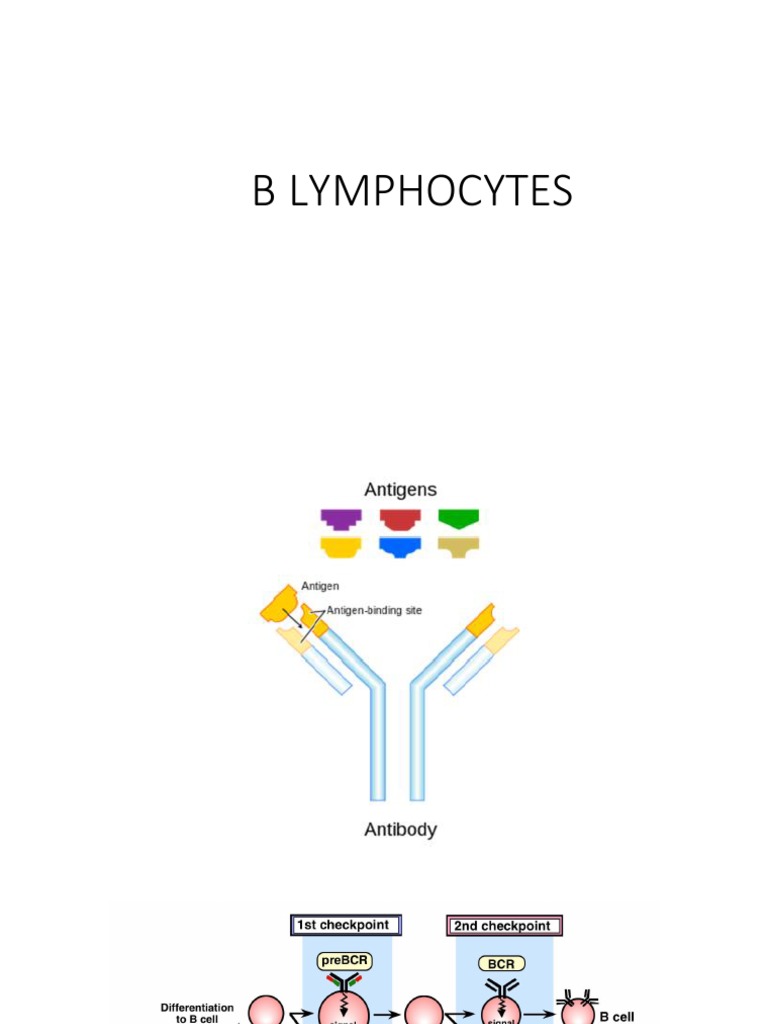 The Role of B Lymphocytes in Antibody Production and Humoral Immunity | PDF