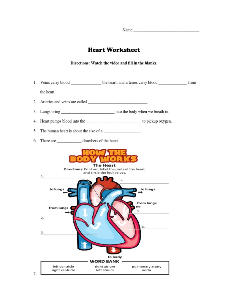 Heart Worksheet | PDF