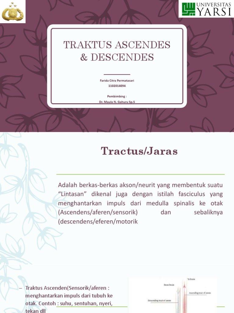 Traktus Ascendens dan Descendens | PDF | Sains & Matematika