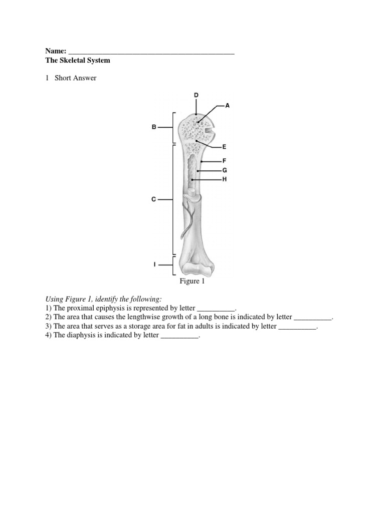 Skeletal System Identification Quiz | PDF | Skeleton | Bone