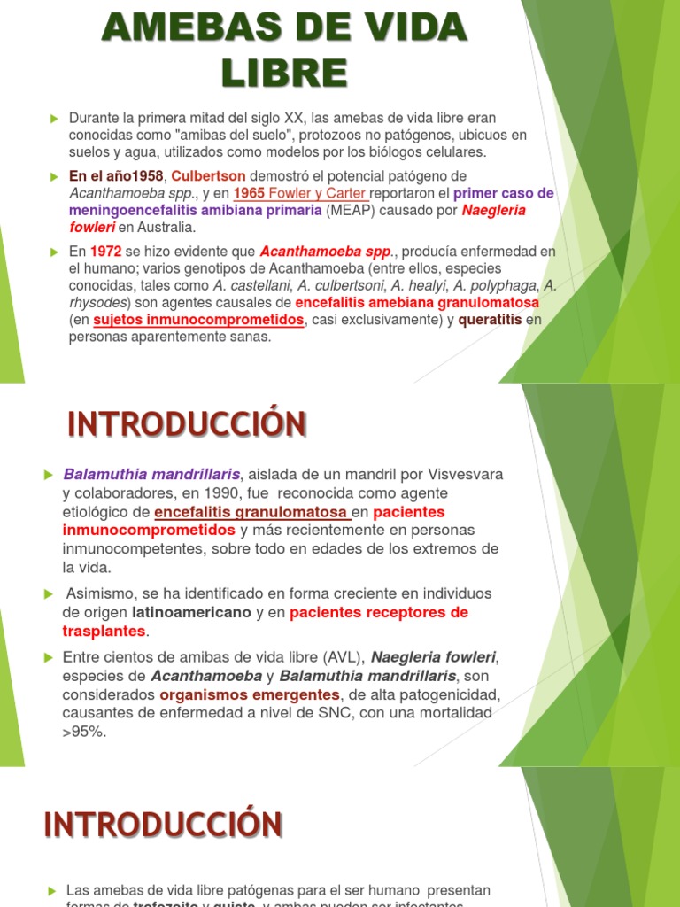 Amebas de Vida Libre | PDF | Organismos | Especialidades Medicas