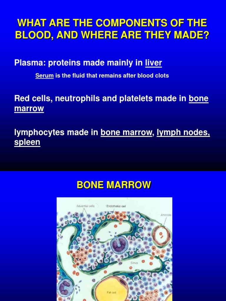 Components and Production of Blood Cells | PDF | Blood Cell | Anemia