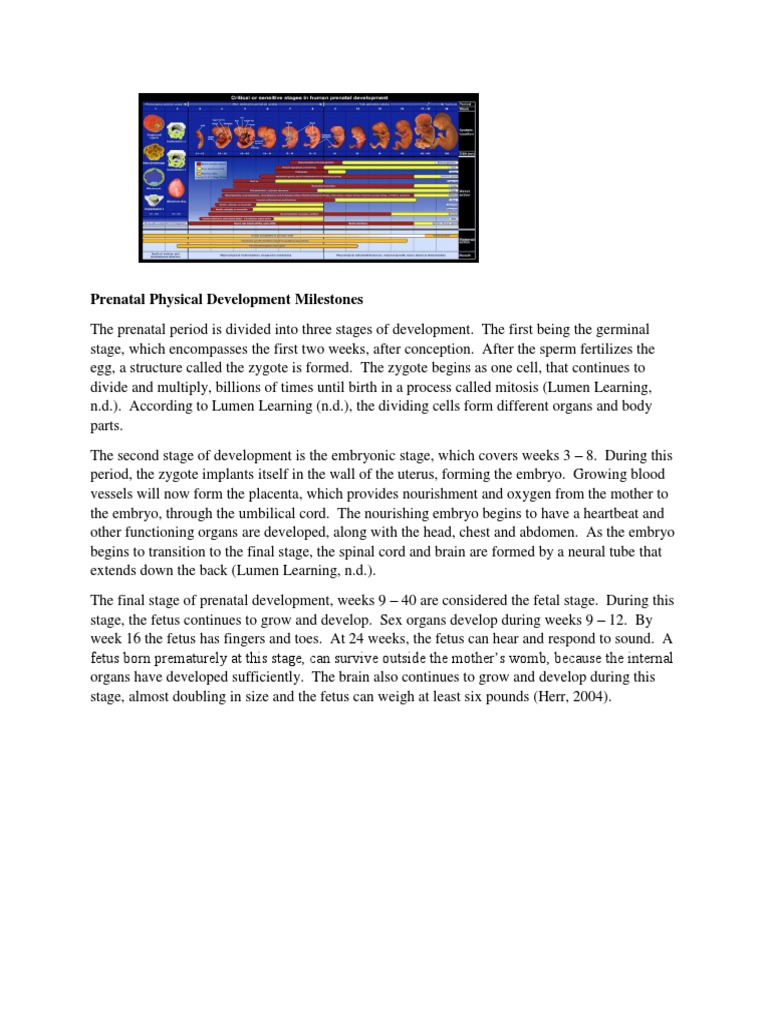 Prenatal Development | PDF | Prenatal Development | Fetus