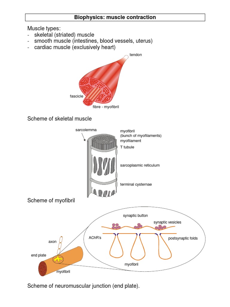 L4 Muscle | PDF | Muscle Contraction | Electrocardiography