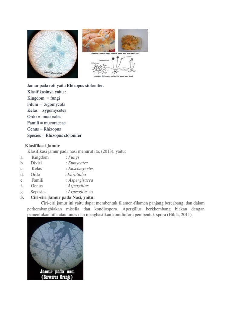 Jamur Pada Roti Dan Nasi | PDF