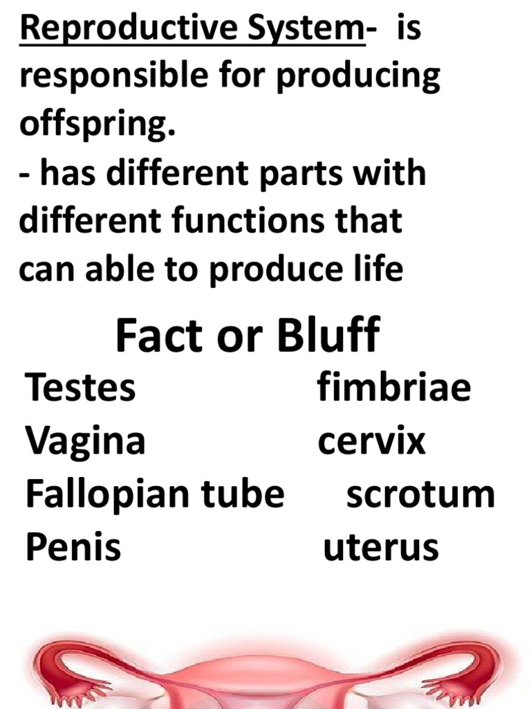 Reproductive System-Is Responsible For Producing Offspring. - Has ...