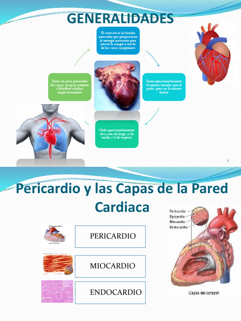 1. CORAZON | Ventrículo (corazón) | Corazón