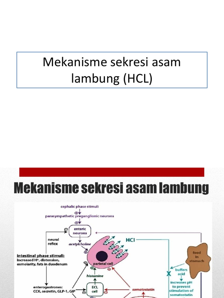 Mekanisme Sekresi Asam Lambung (HCL) | PDF