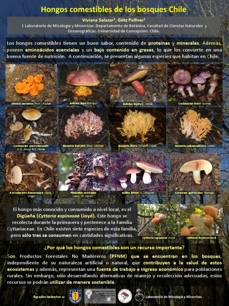 Hongos Comestibles Chile - Poster | PDF | Hongo | Comida y bebida