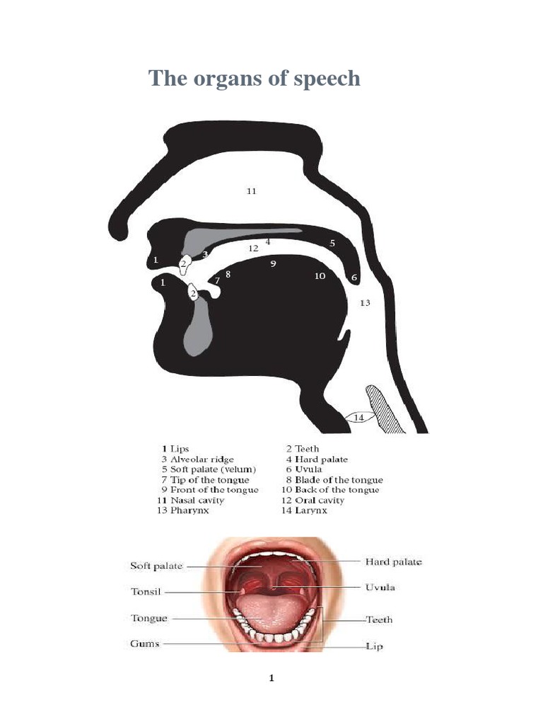 The Organs of Speech | PDF | Larynx | Speech