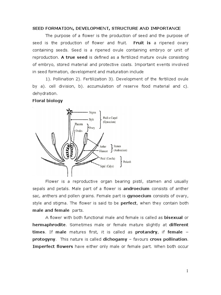 Seed Formation and Development Process | PDF | Seed | Fertilisation