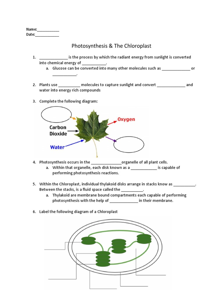 Photosynthesis and Chloroplast Structure | PDF | Photosynthesis ...
