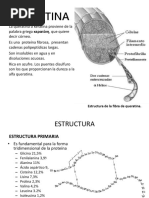 Estructura y función de la elastina | PDF | Colágeno | Bioquímica