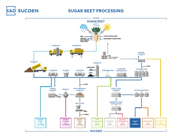 Sugar Beet Processing Overview | PDF | Sugar Beet | Sugar