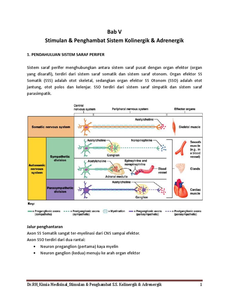 Perbandingan Sistem Kolinergik dan Adrenergik | PDF