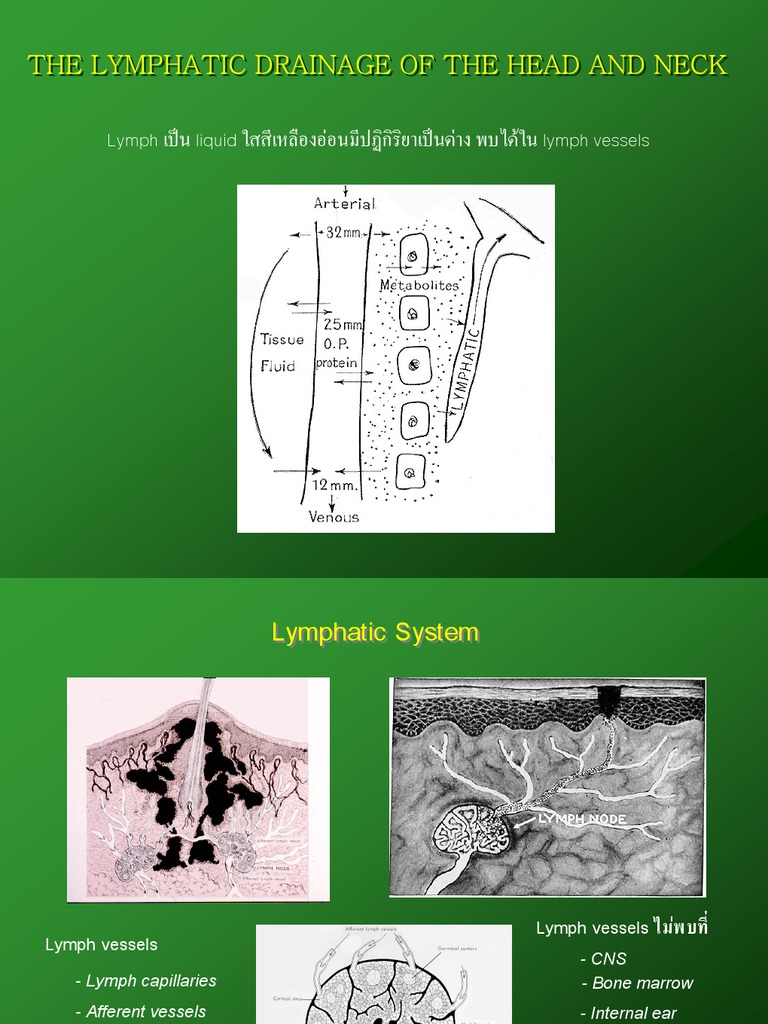The Comprehensive Lymphatic Drainage Map of the Head and Neck: A ...