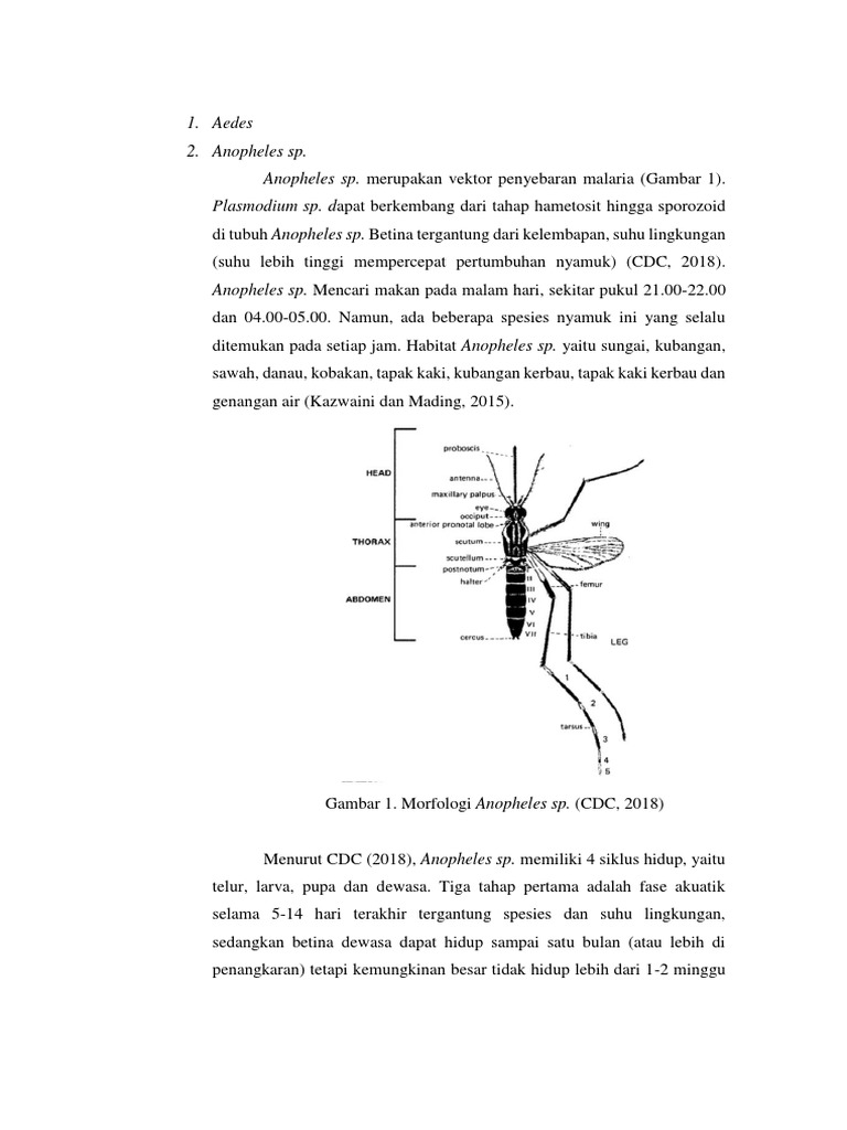 Anopheles Sp. | PDF