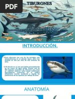 Exposicion Tiburones para Preescolar | PDF | Tiburones | Gran tiburón ...