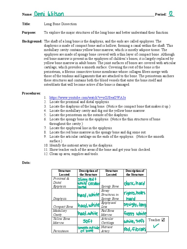 Virtual Long Bone Dissection-2 | PDF | Bone | Bone Marrow