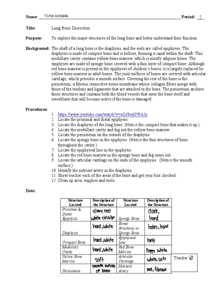Virtual Long Bone Dissection | PDF | Bone | Bone Marrow