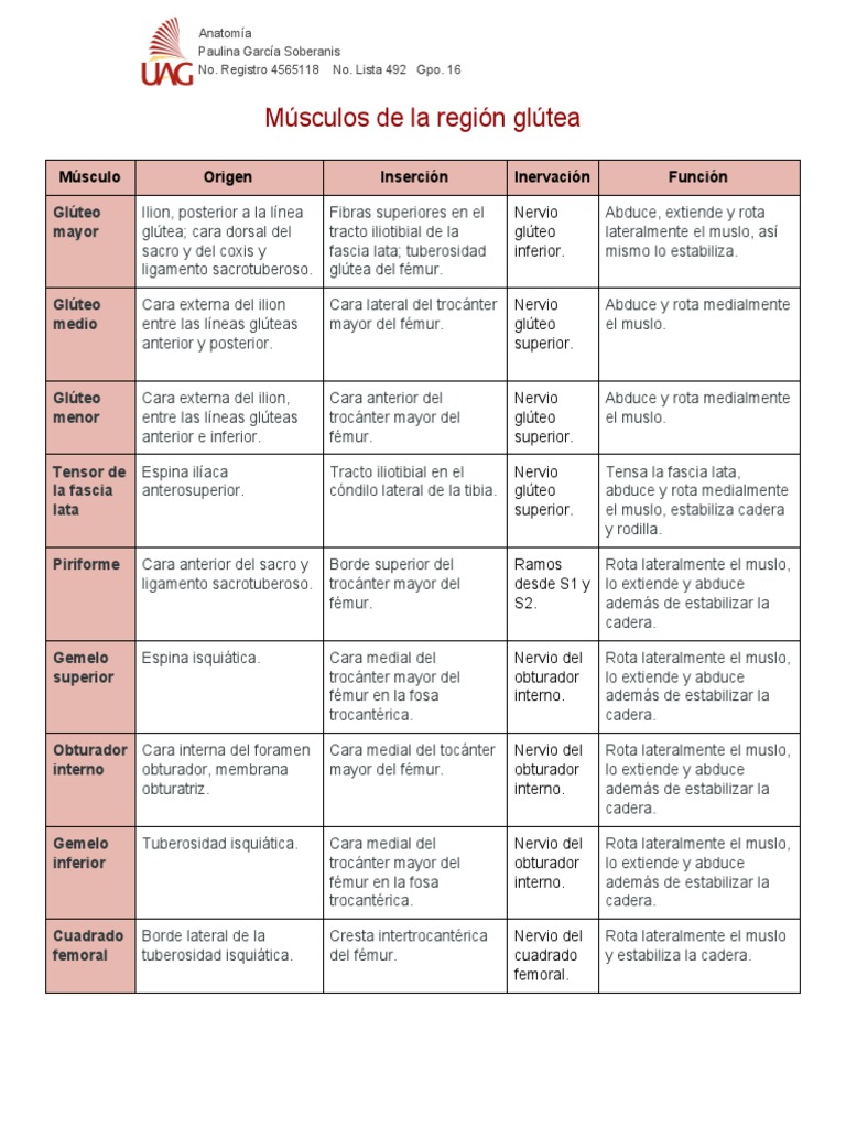 Músculos De La Región Glútea
