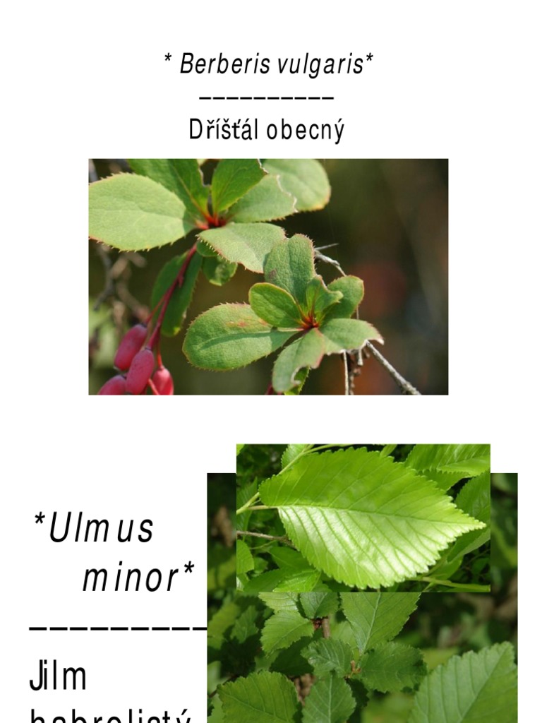 Dendrologie Listy Na Poznavacku | PDF