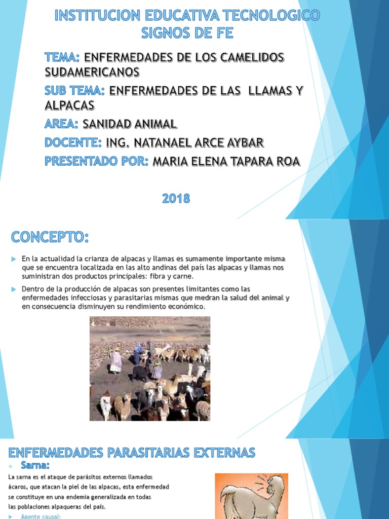 Tratamiento de diarrea en alpacas y llamas | PDF | Diarrea | Abdomen